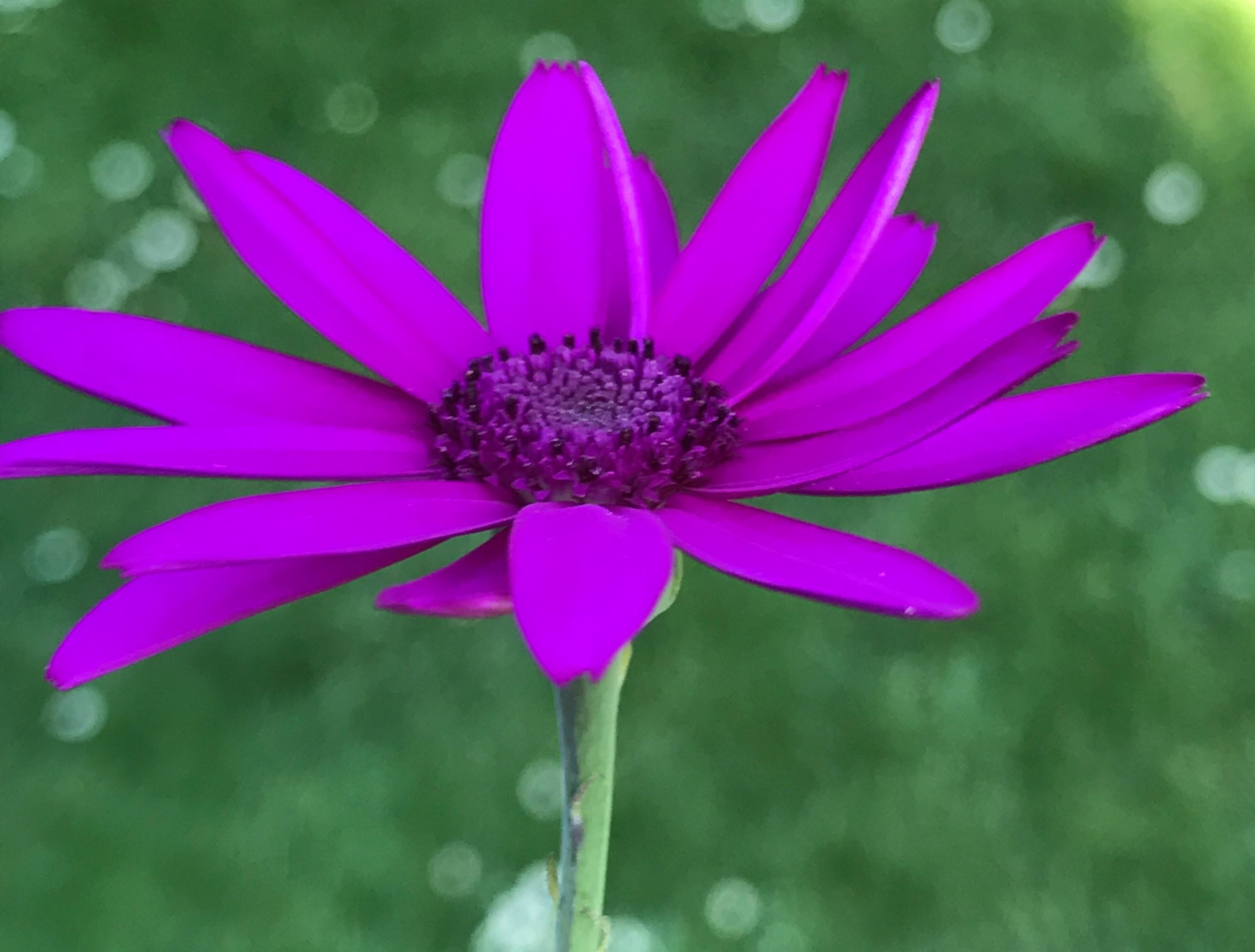 blume methode - Heilpraxis-Pullach für Psychotherapie und Coaching